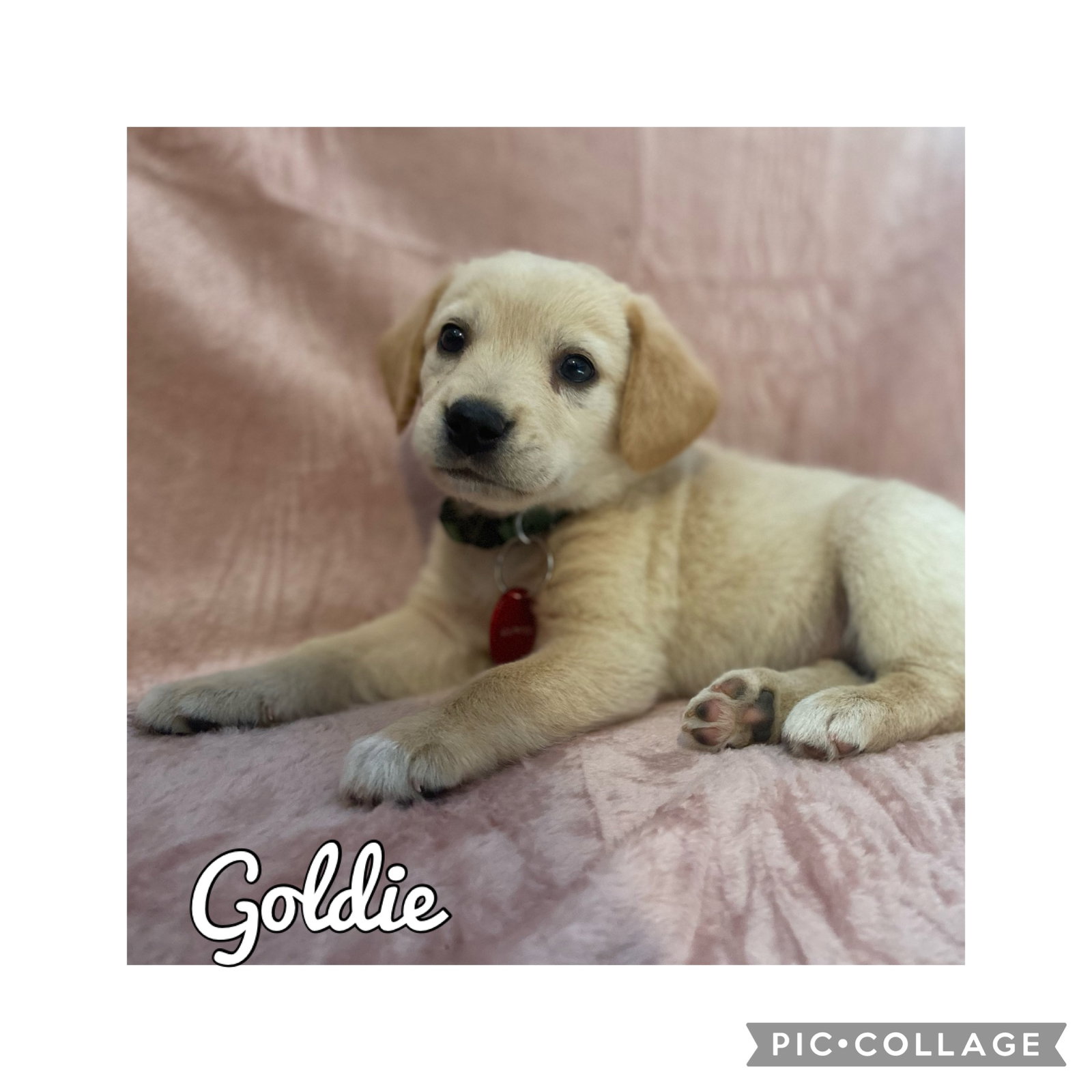 Dog for Adoption - Goldie, a Labrador Retriever in Dickson, TN | Alpha Paw