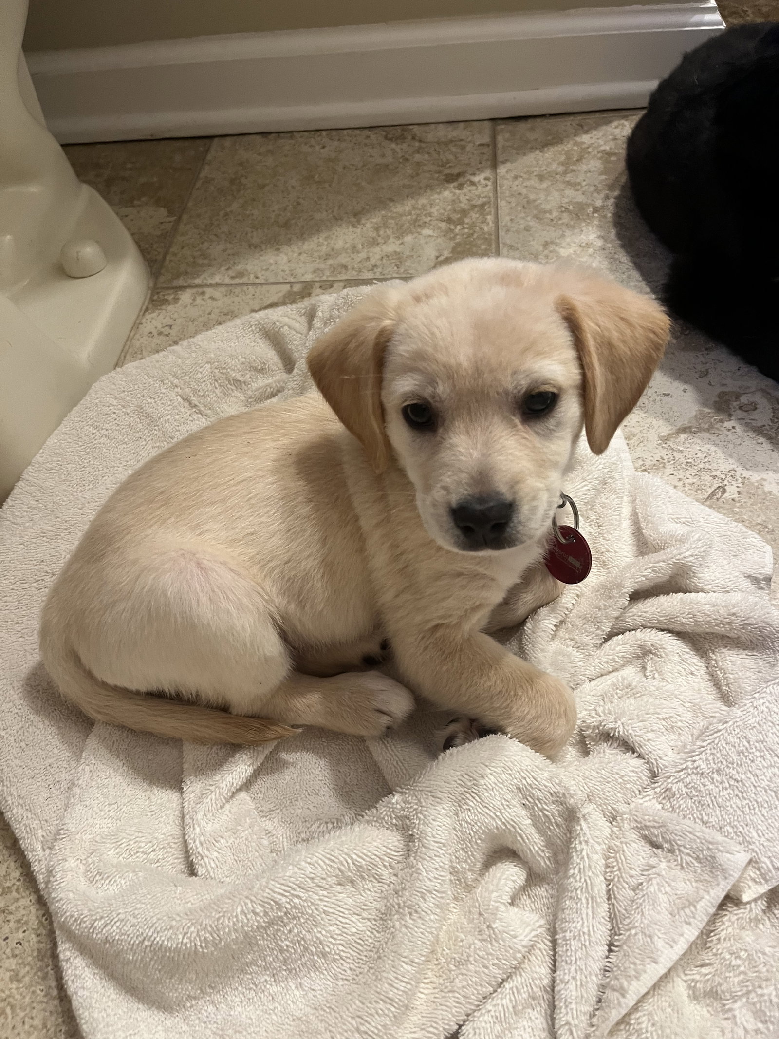 Dog for Adoption - Goldie, a Labrador Retriever in Dickson, TN | Alpha Paw
