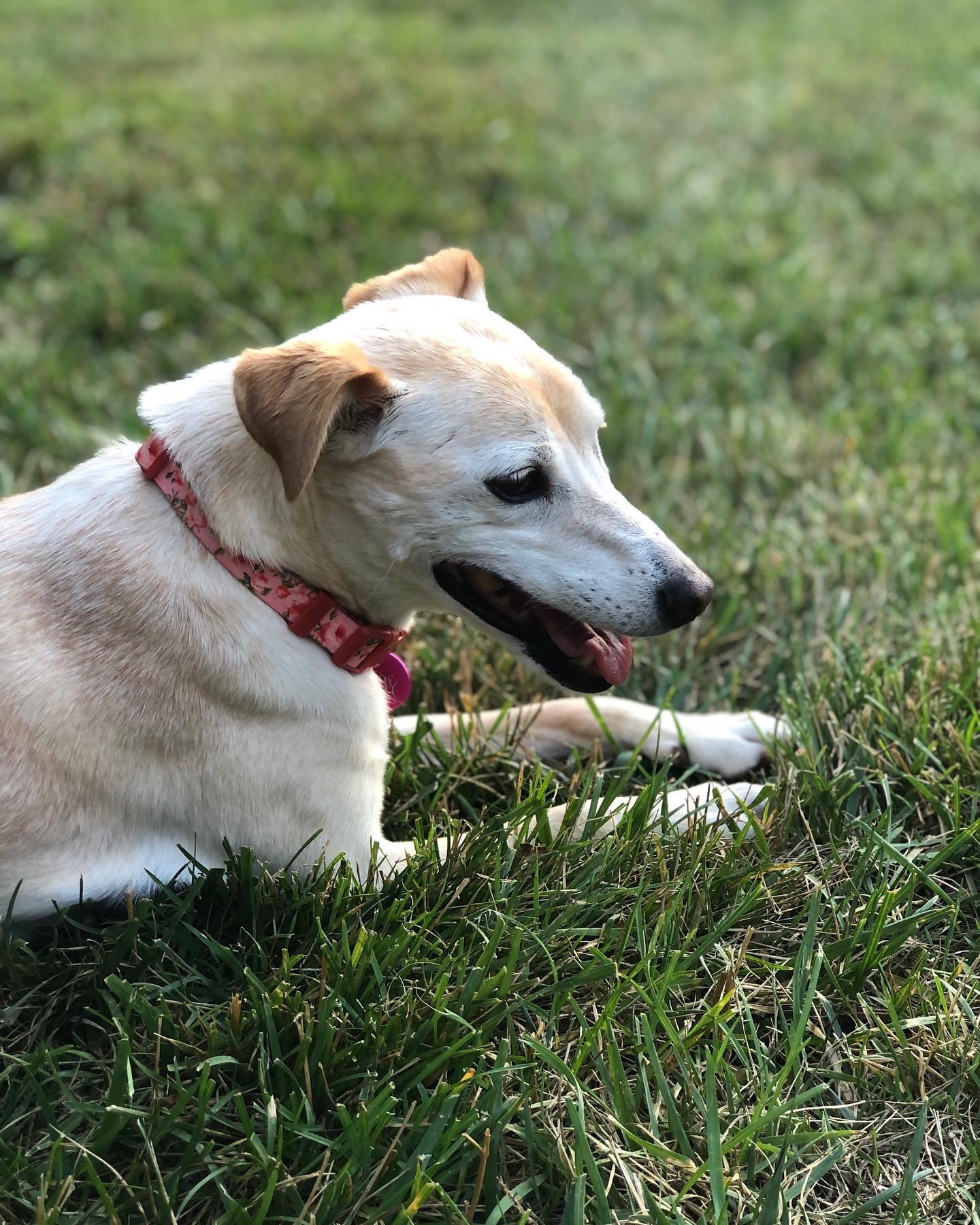 Dog for Adoption - Ruby Doo, a Terrier in Clarksville, TN | Alpha Paw