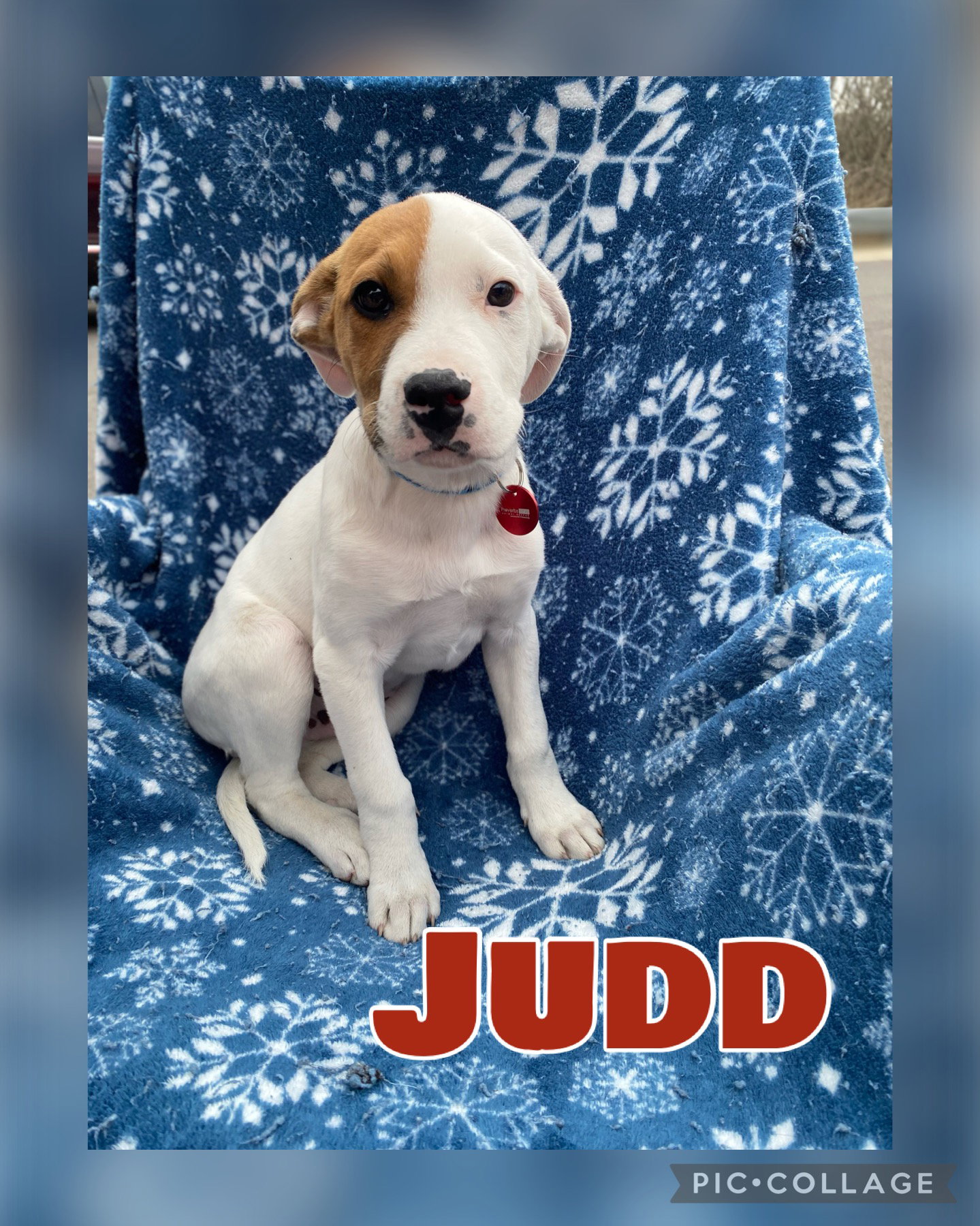 Dog for Adoption - Judd, a Terrier in Oak Grove, KY | Alpha Paw