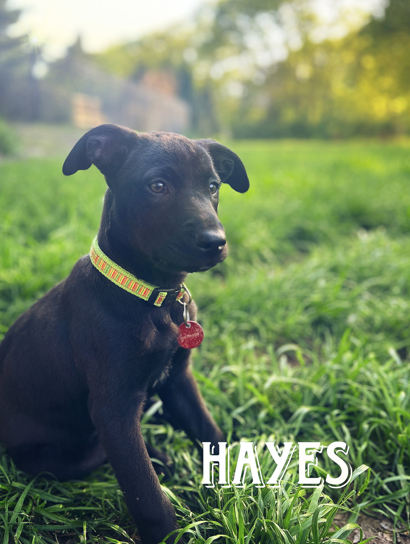 Hayes' Web Page