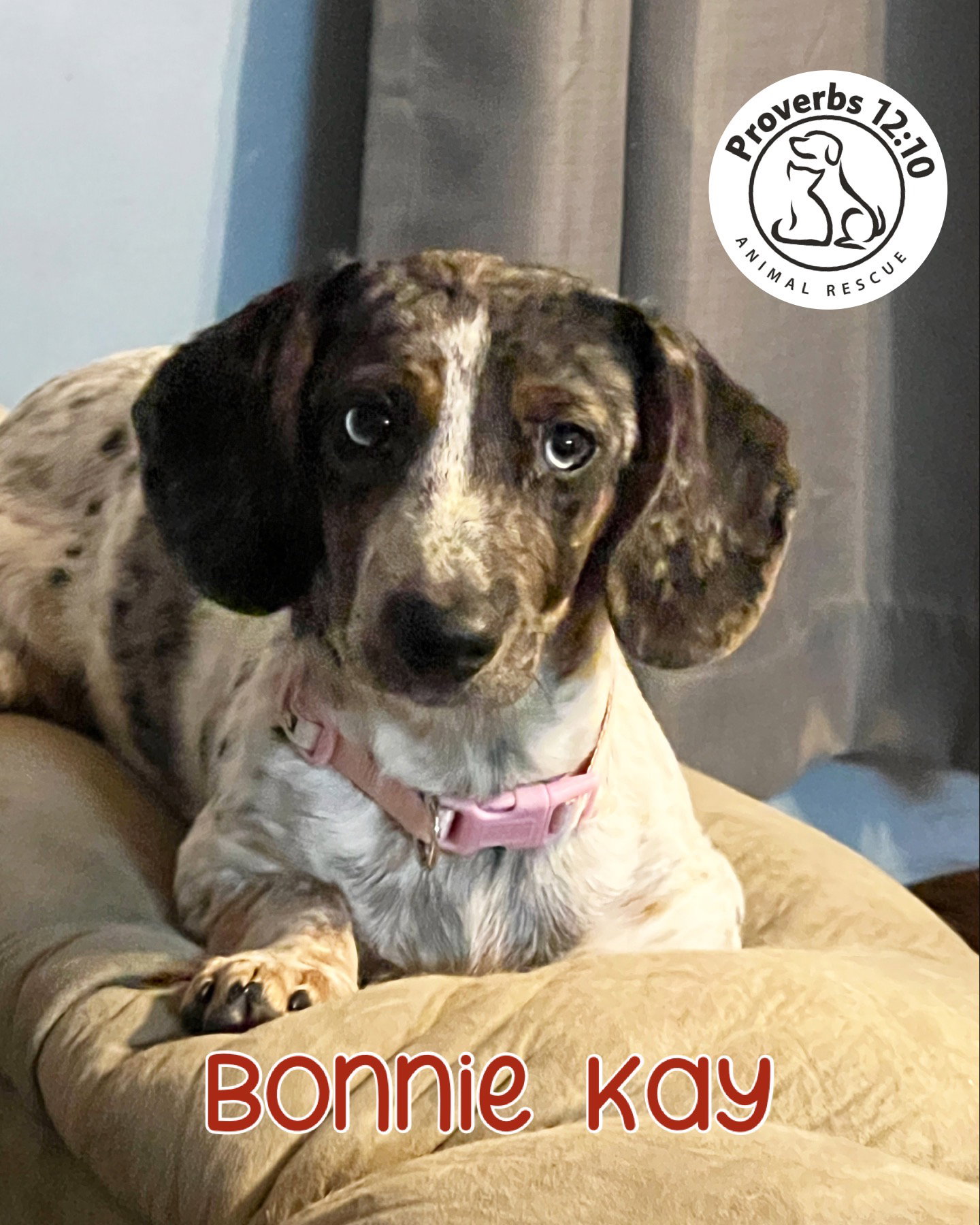 Dog for Adoption - Bonnie Kay, a Dachshund in Portland, TN | Alpha Paw