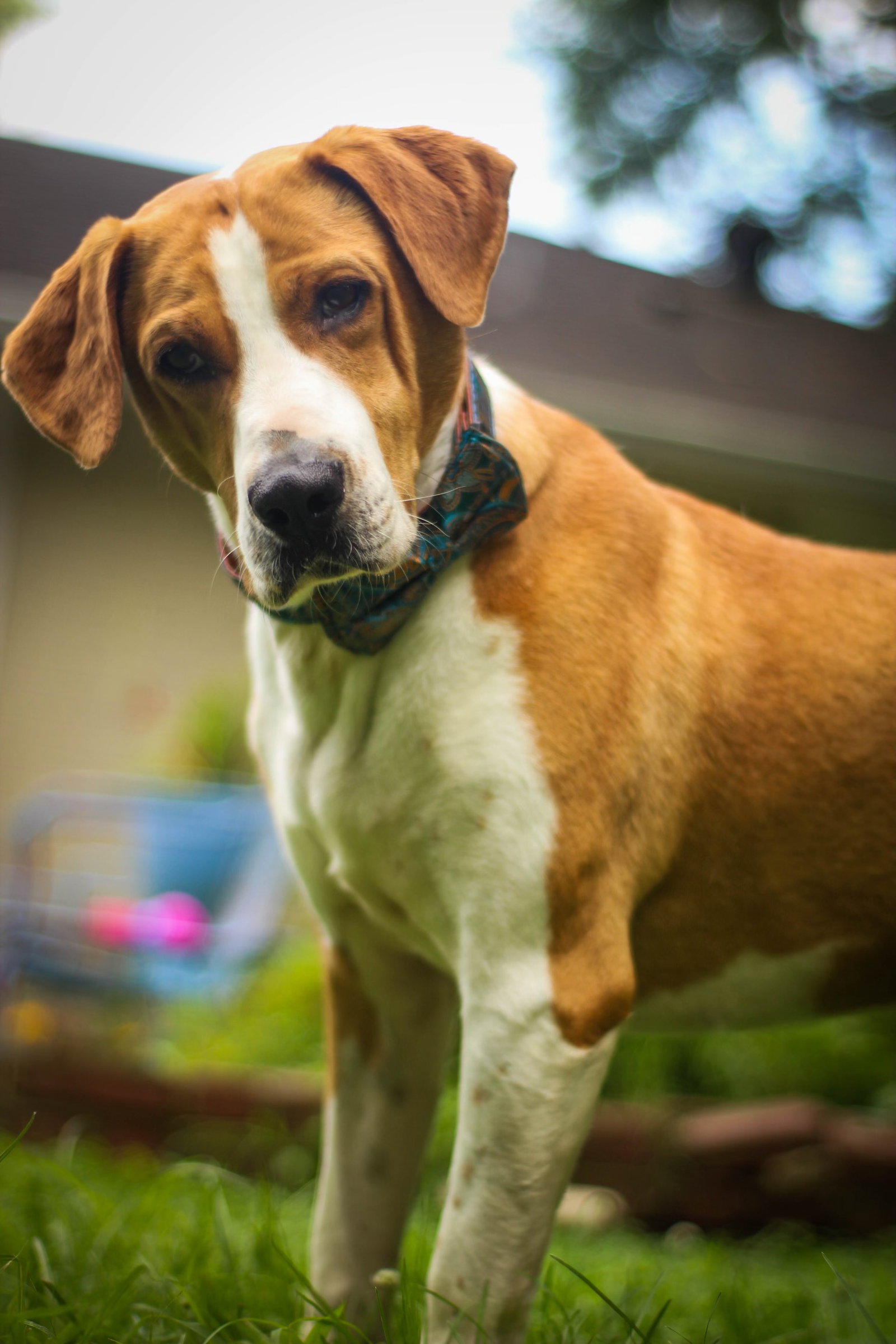 Duke's Web Page