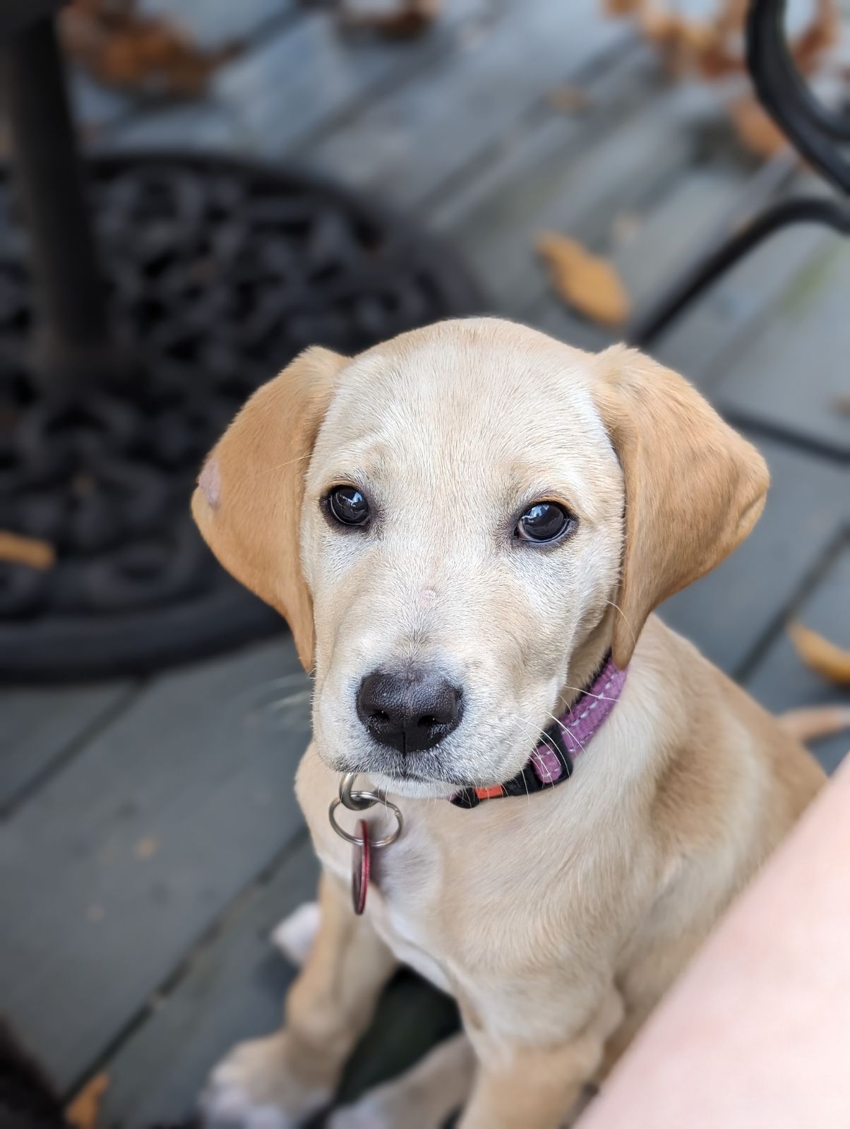 Bailey's Web Page