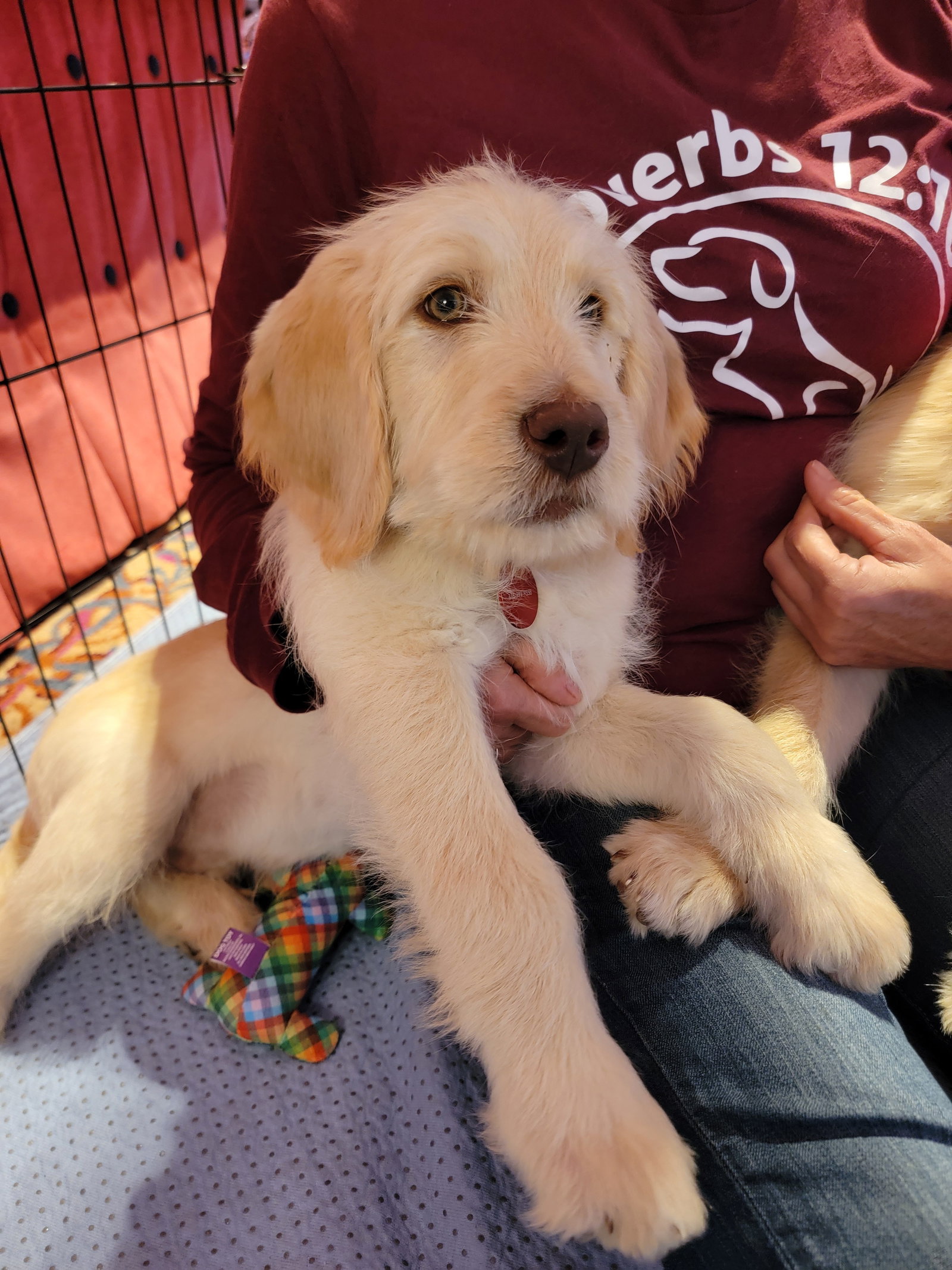 Dog for Adoption - Patrick Mahomes, a Labrador Retriever in White House ...