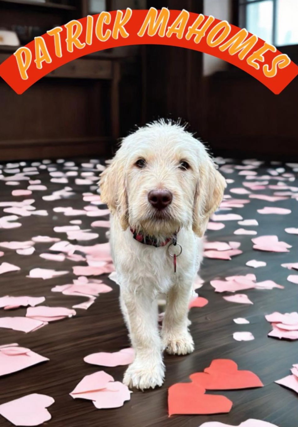 Dog for Adoption - Patrick Mahomes, a Labrador Retriever in White House ...