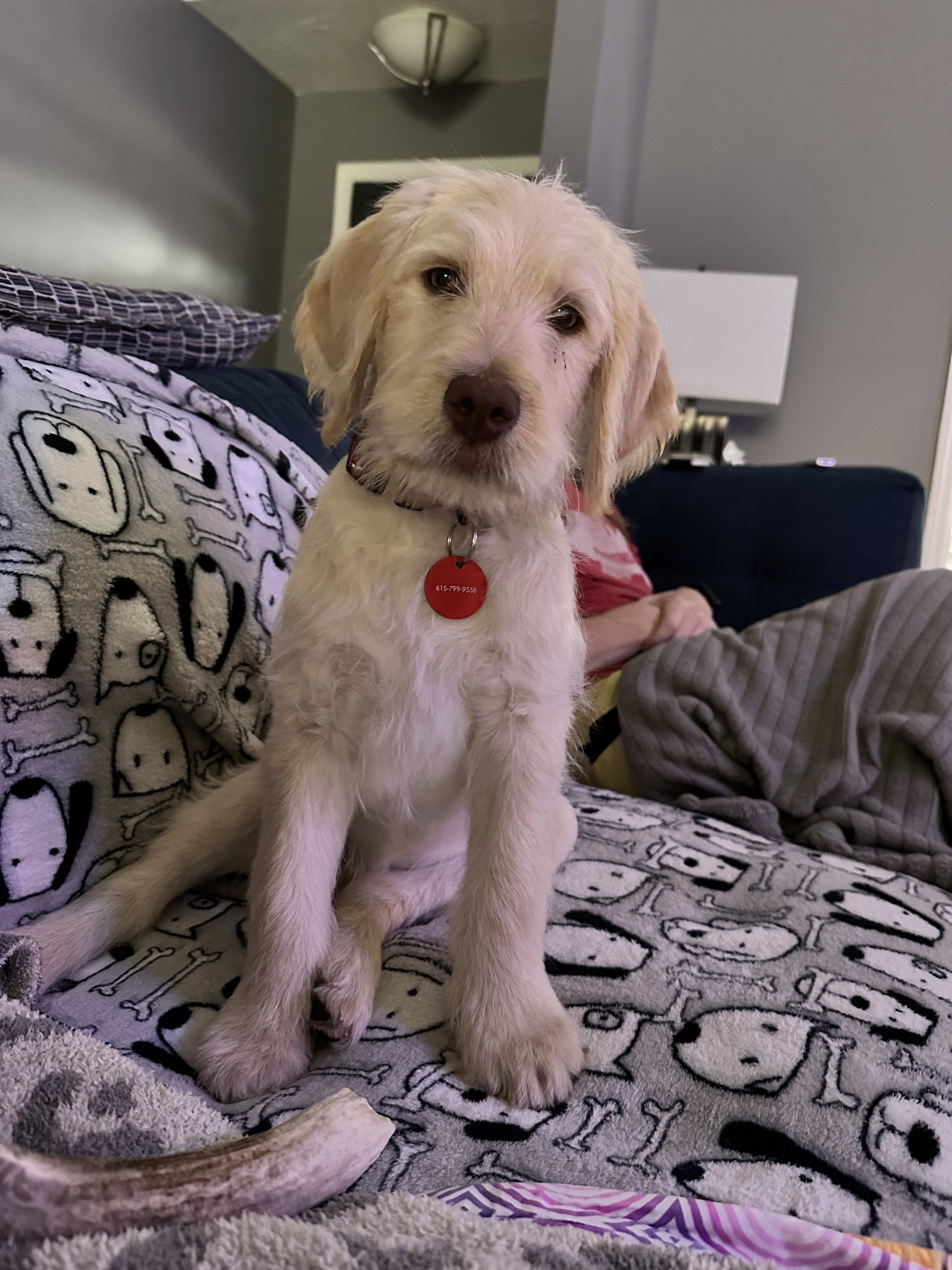 Dog for Adoption - Patrick Mahomes, a Labrador Retriever in Charlotte ...