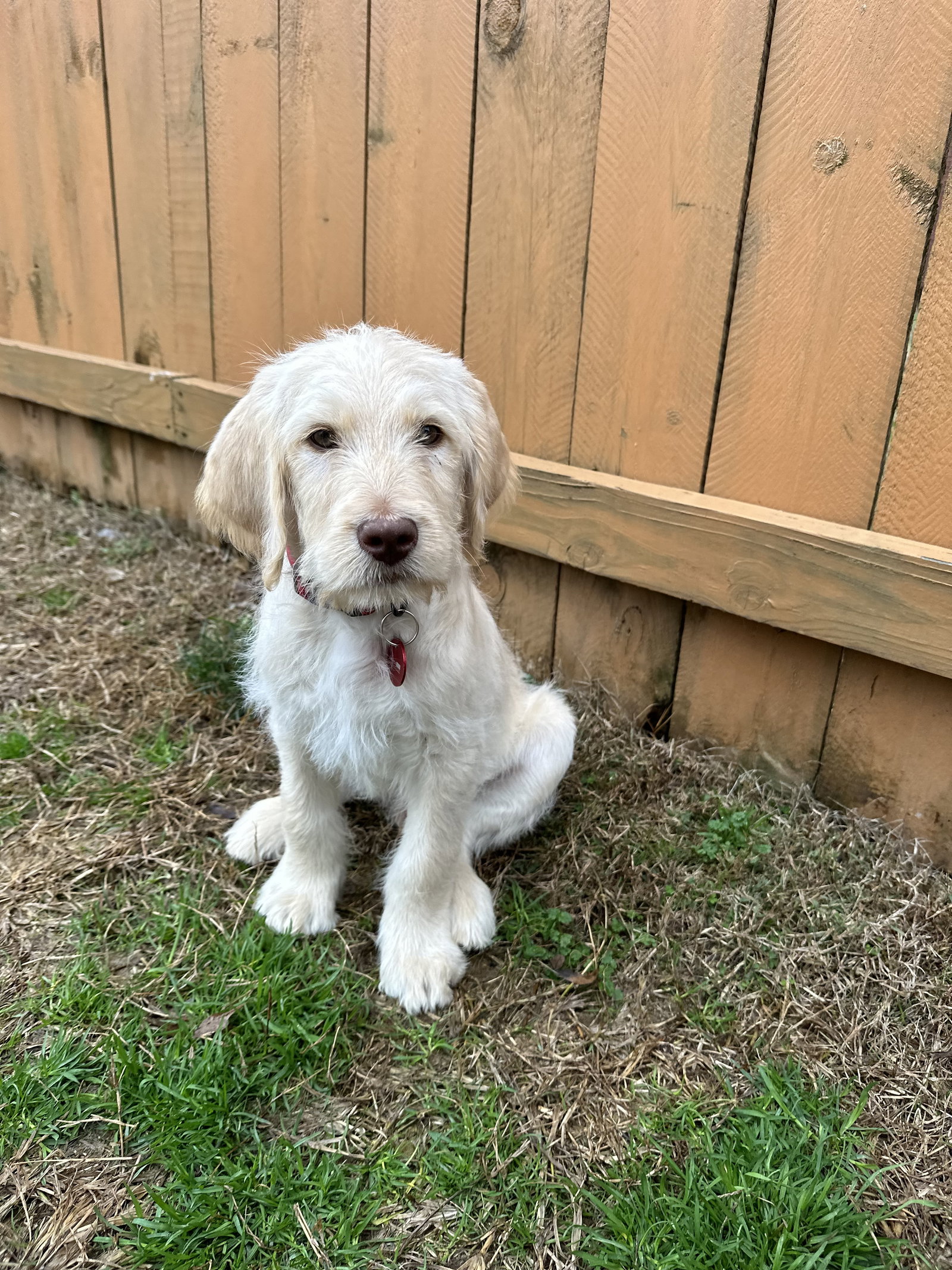 Dog for Adoption - Patrick Mahomes, a Labrador Retriever in White House ...