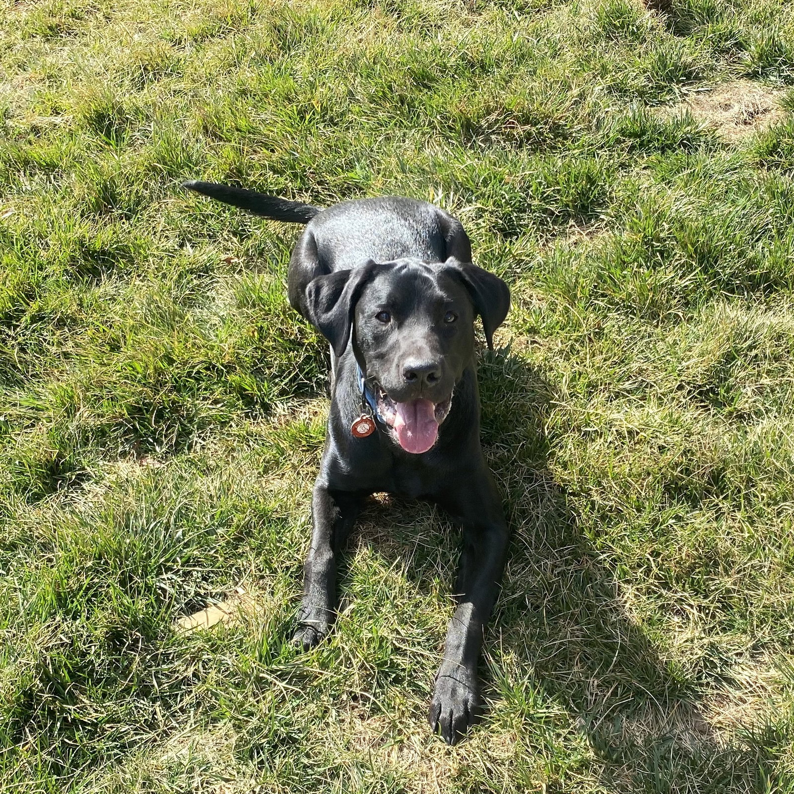 Dog for Adoption - Ozzie, a Labrador Retriever in Forest Hills, TN ...