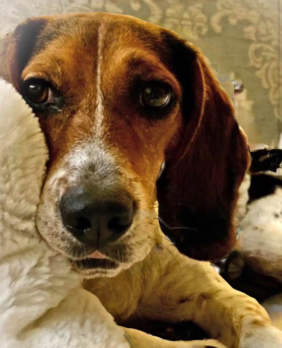 Duke's Web Page