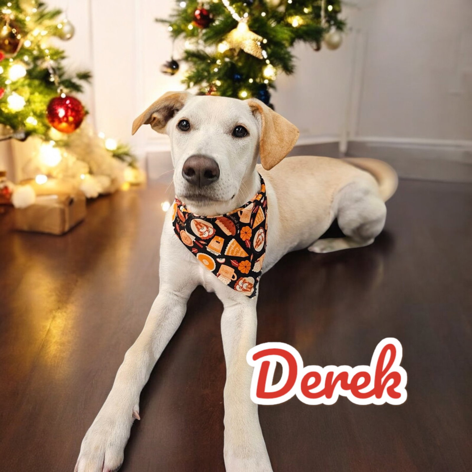 Derek's Web Page