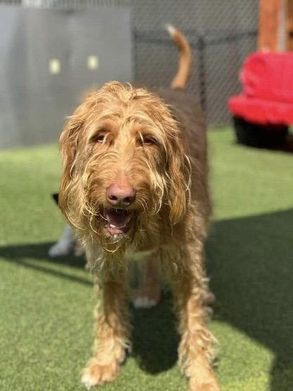Duke Doodle's Web Page