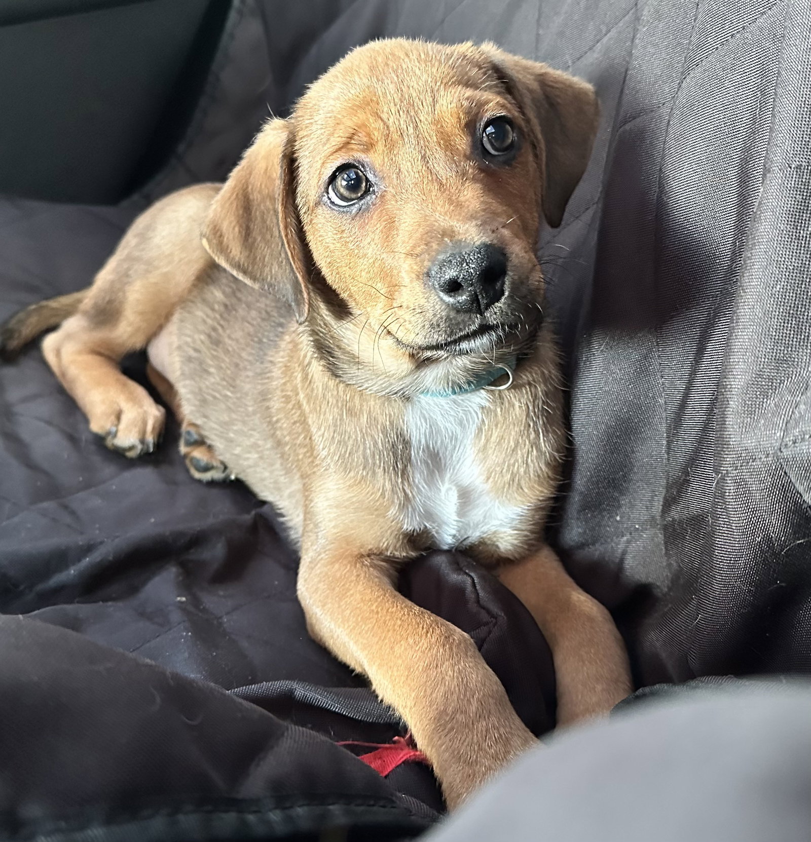 Ruger's Web Page