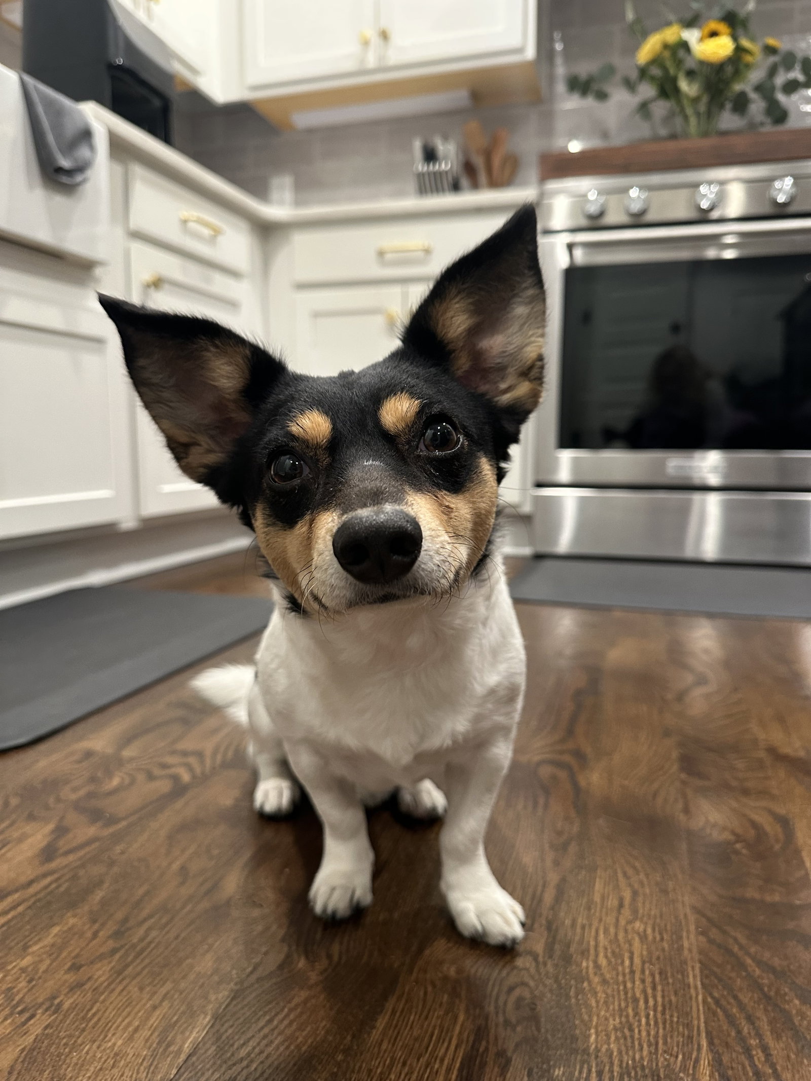 Roscoe's Web Page