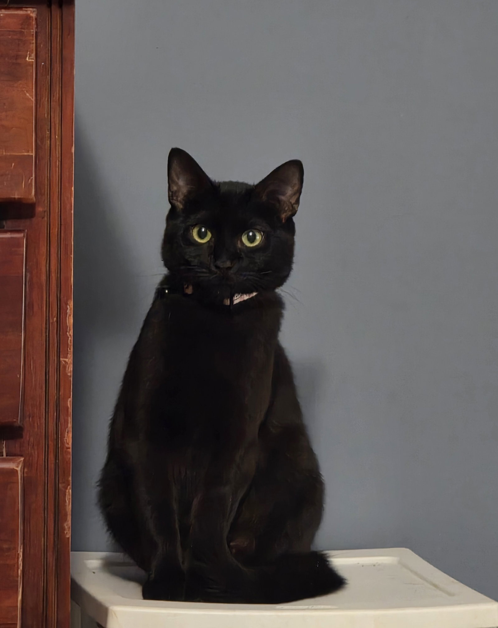Sheba's Web Page