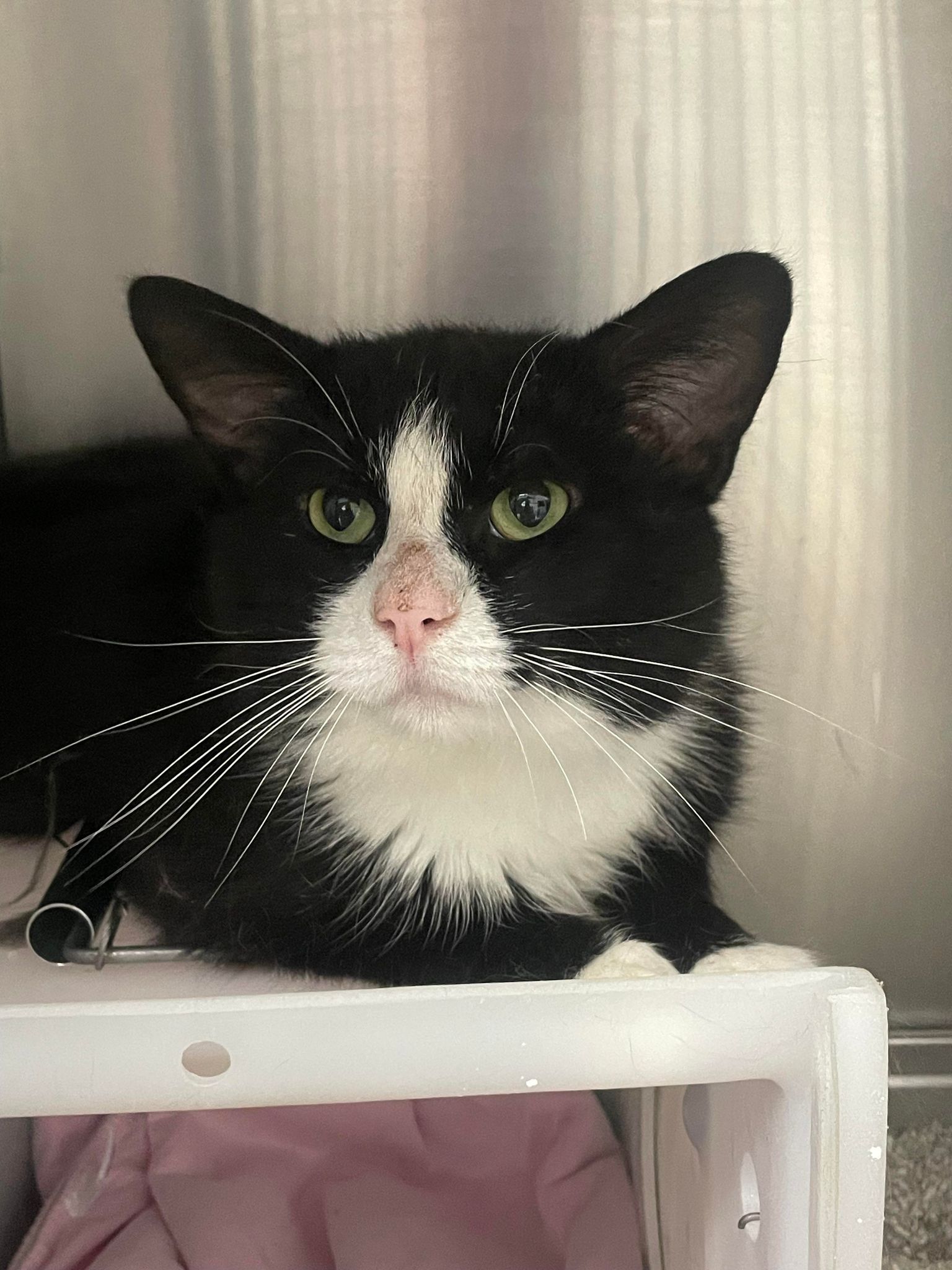 Cats for Adoption in Monroe County, West Virginia | Alpha Paw