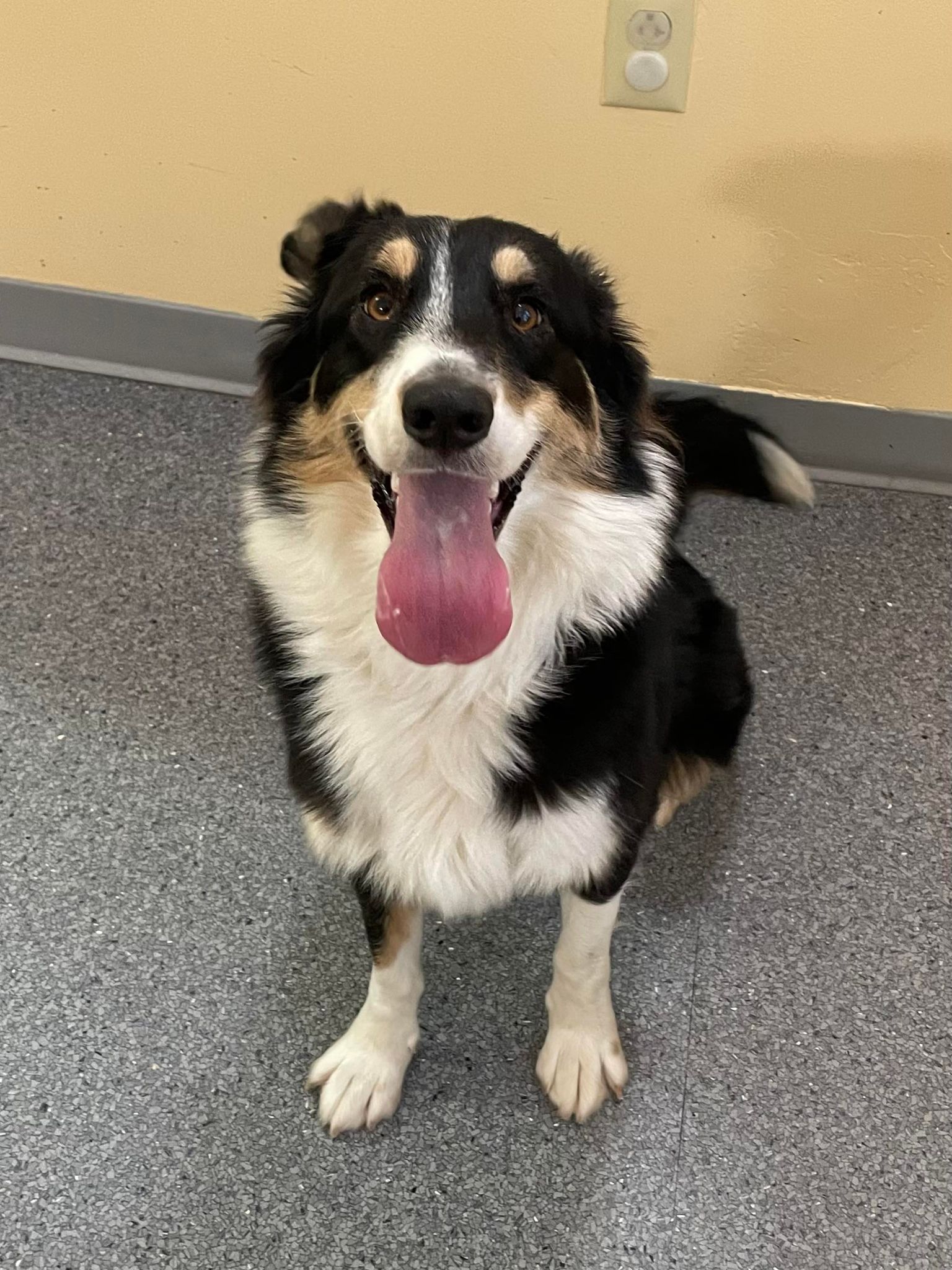 Dog for Adoption - Maggie, a Border Collie in Roanoke, VA | Alpha Paw