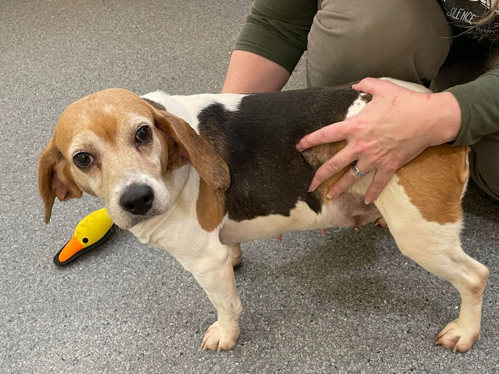 Dog for Adoption - Ruth, a Beagle in Alderson, WV | Alpha Paw