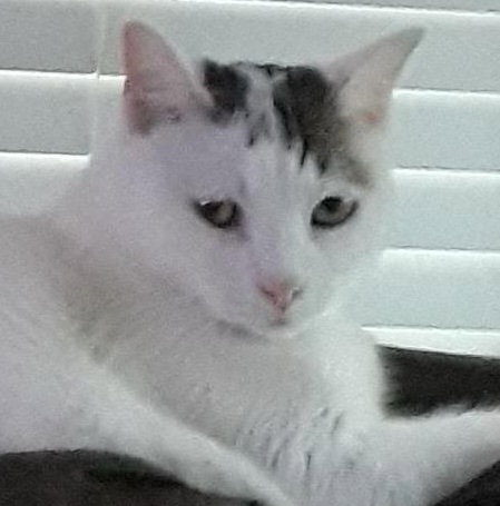 Cats for Adoption in Surfside, Florida | Alpha Paw