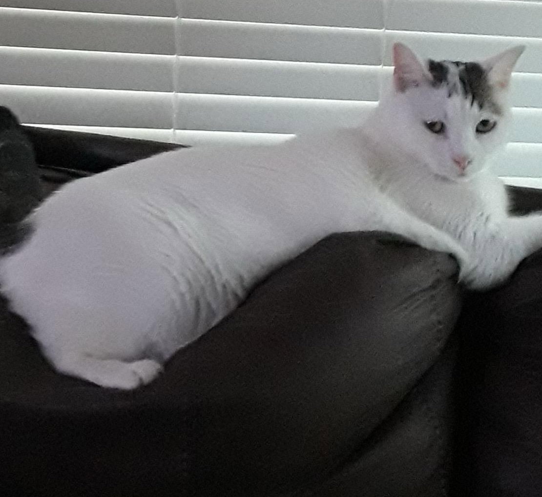 Cats for Adoption in Surfside, Florida | Alpha Paw