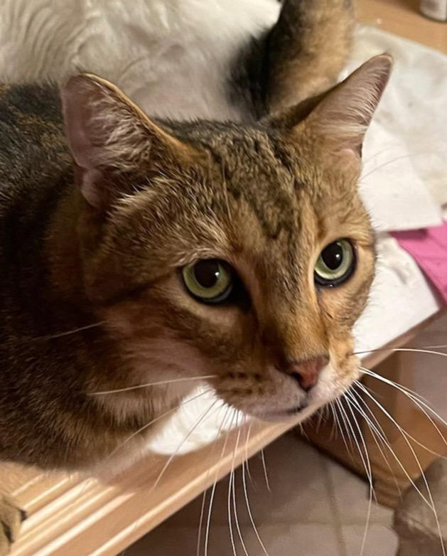 Cats for Adoption in Surfside, Florida | Alpha Paw