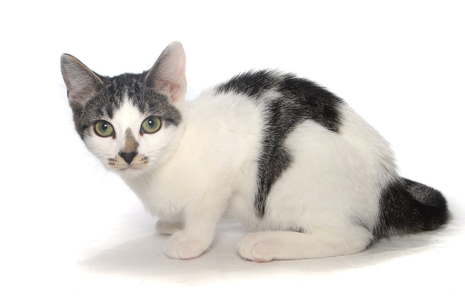 Cats for Adoption in Lake Belvedere Estates, Florida | Alpha Paw