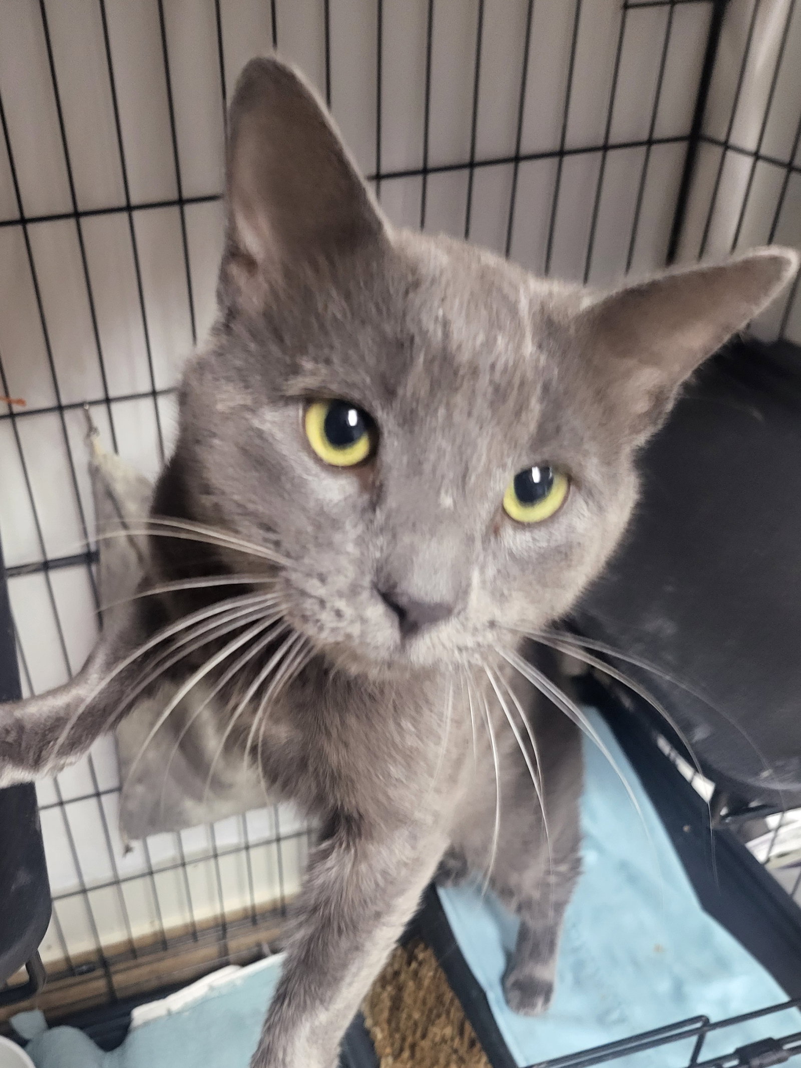 Cats for Adoption in South Miami Heights, Florida | Alpha Paw