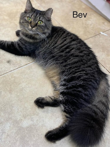 Cats for Adoption in Lauderhill, Florida | Alpha Paw