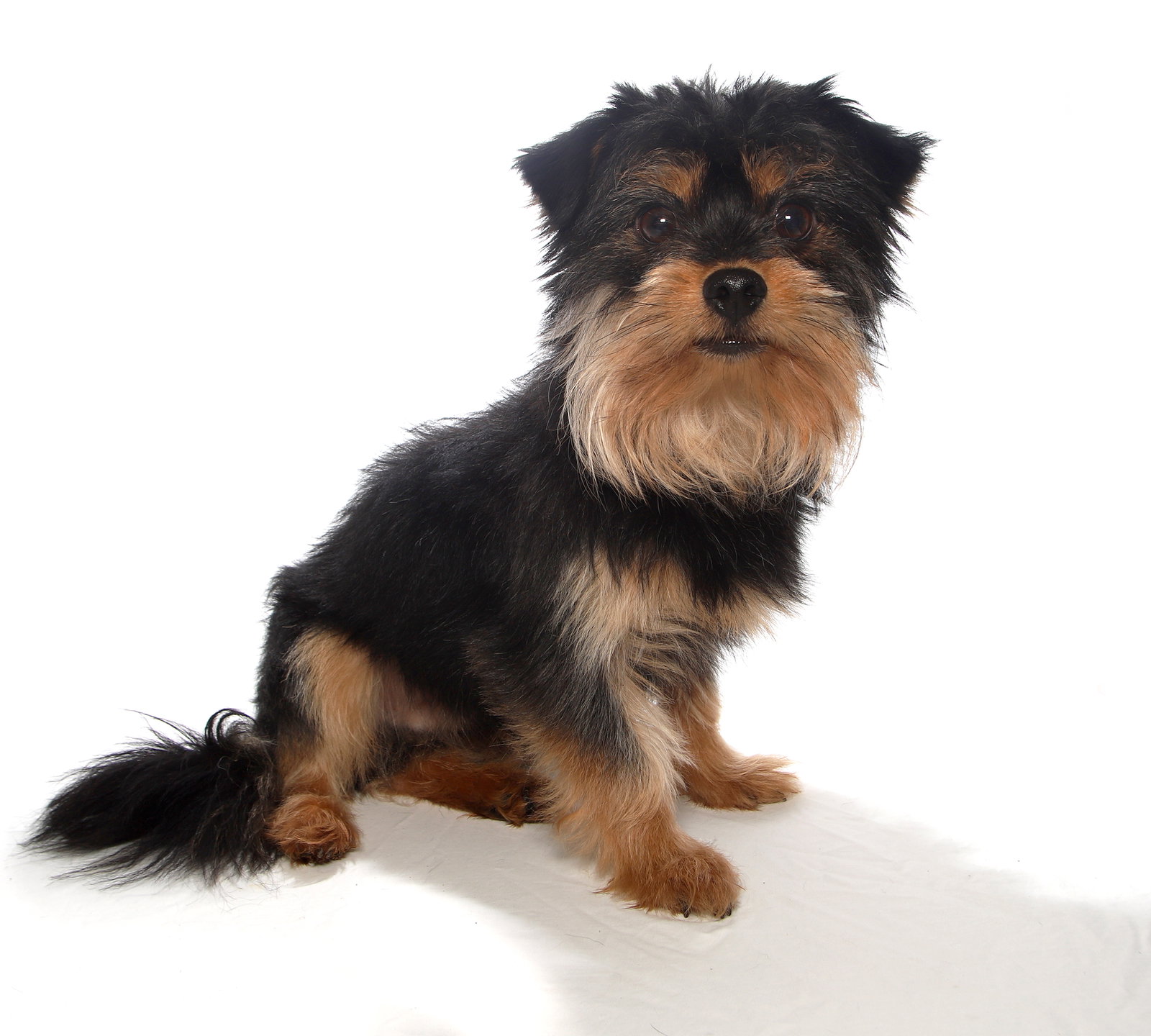 Dog for Adoption - Chase, a Yorkshire Terrier Yorkie in Loxahatchee ...