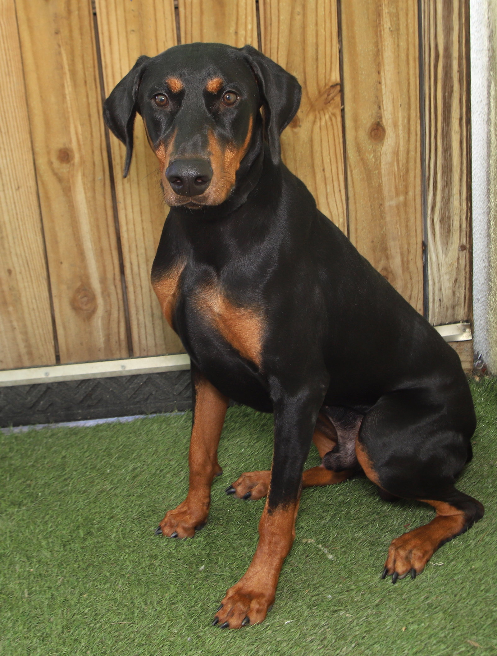 Dog for Adoption - Drako, a Doberman Pinscher in Sweetwater, FL | Alpha Paw