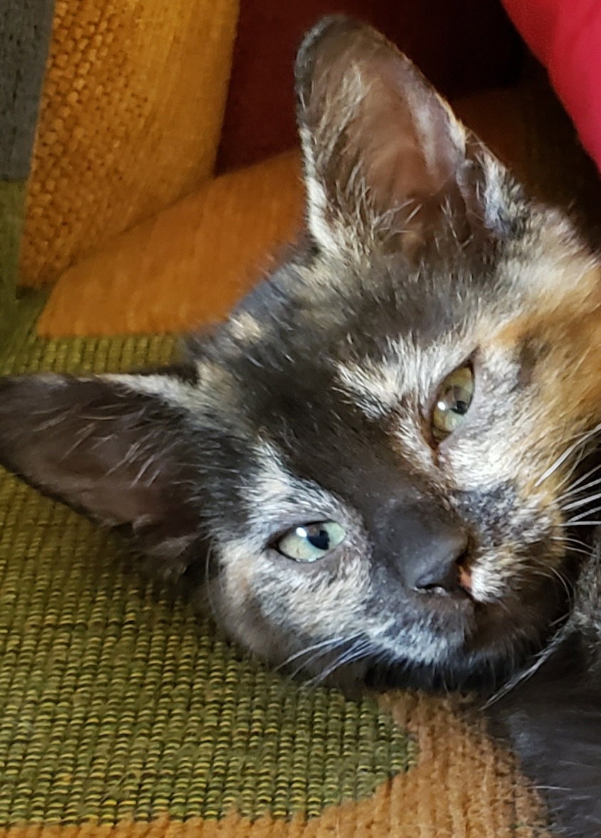 Cats for Adoption in Cutler Bay, Florida | Alpha Paw
