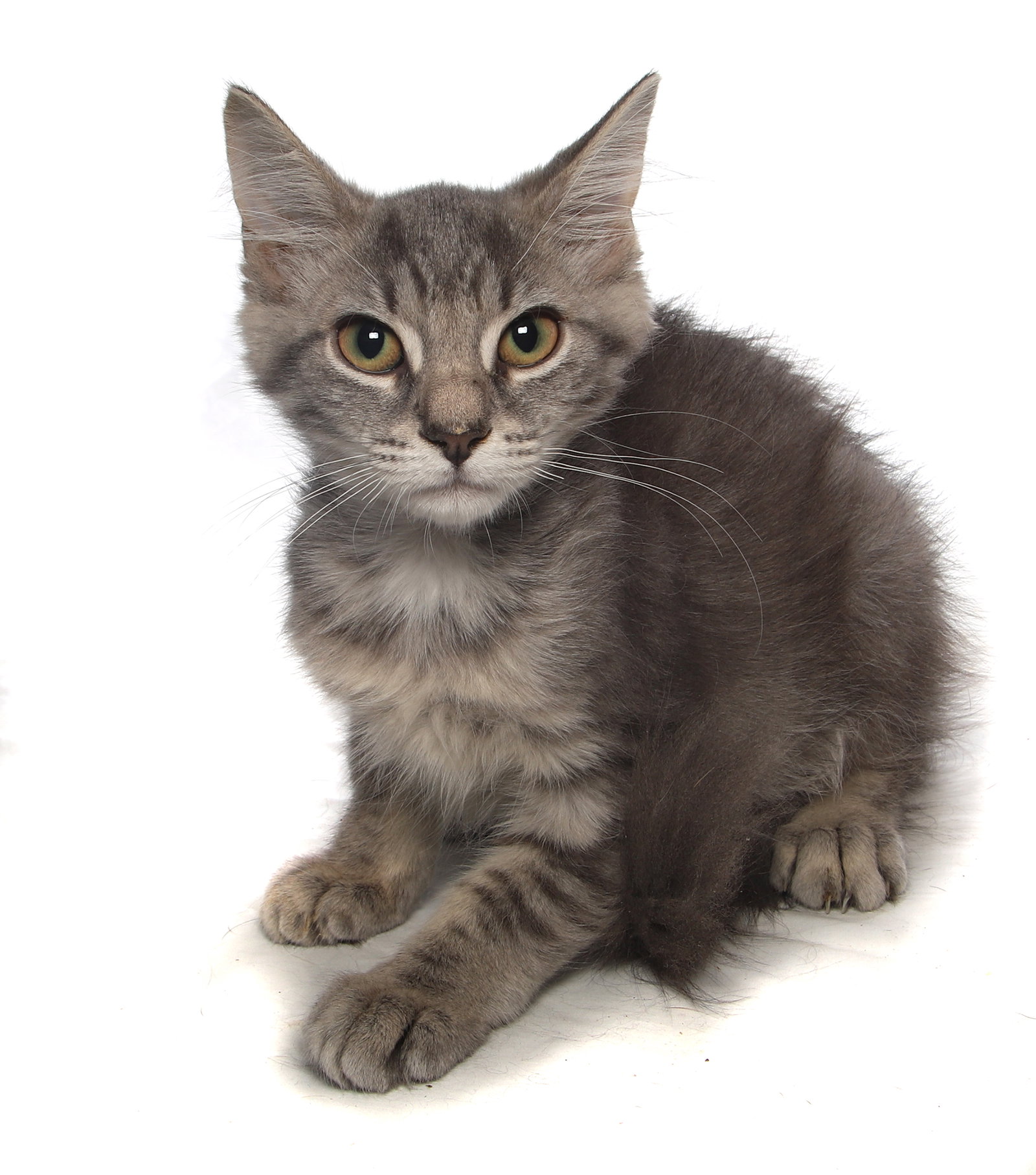 Cats for Adoption in South Bay, Florida | Alpha Paw