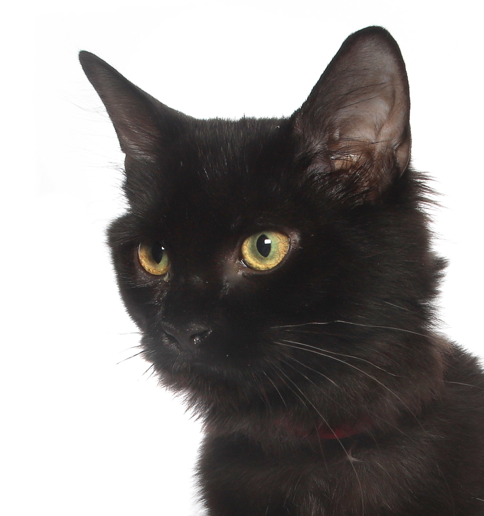 Cats for Adoption in Surfside, Florida | Alpha Paw