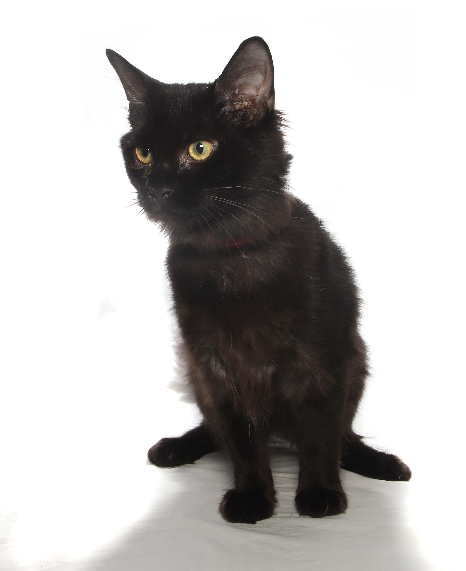 Cats for Adoption in Surfside, Florida | Alpha Paw