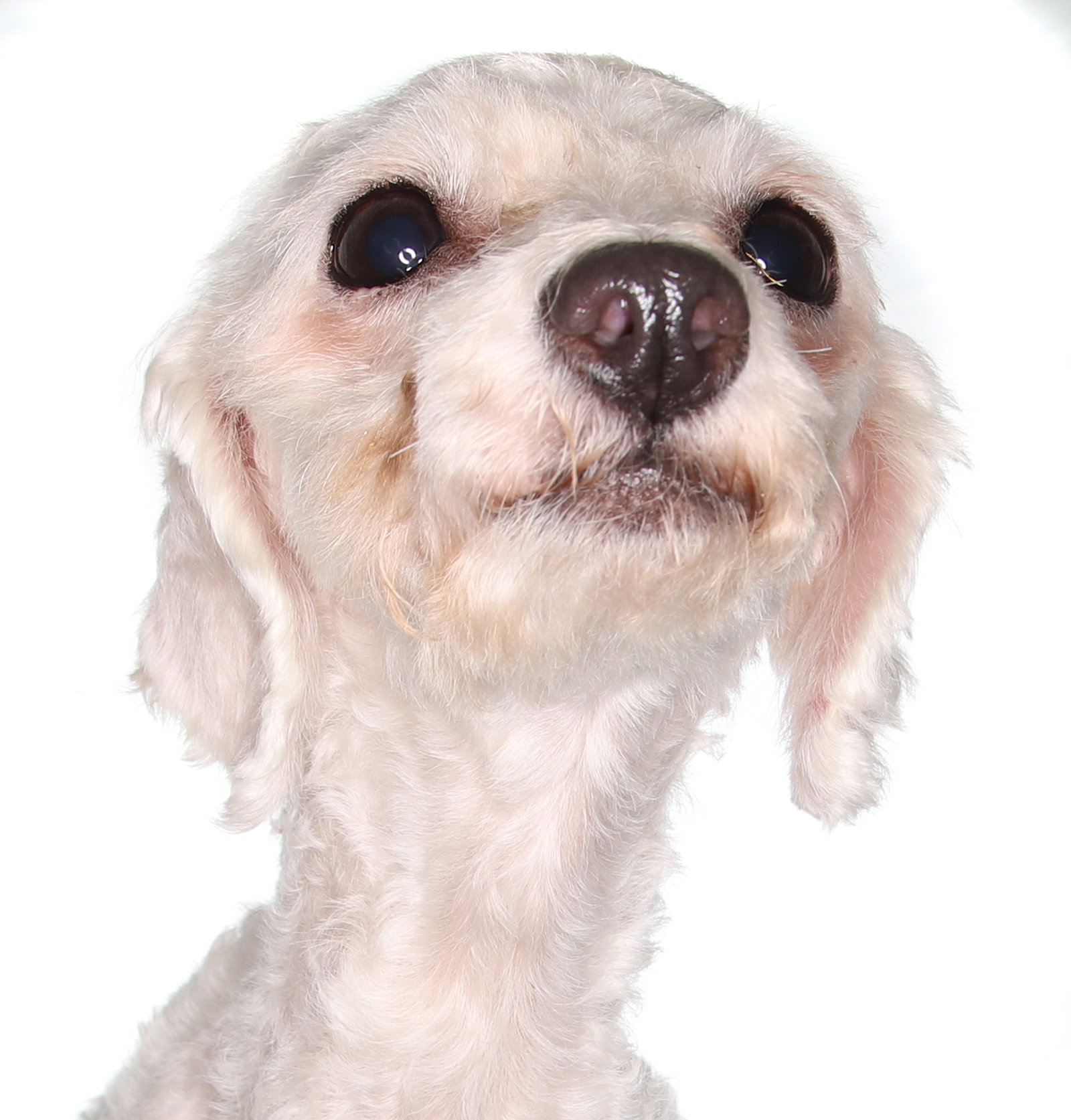 Dog for Adoption - Olive, a Poodle (Miniature) in Seminole Manor, FL ...