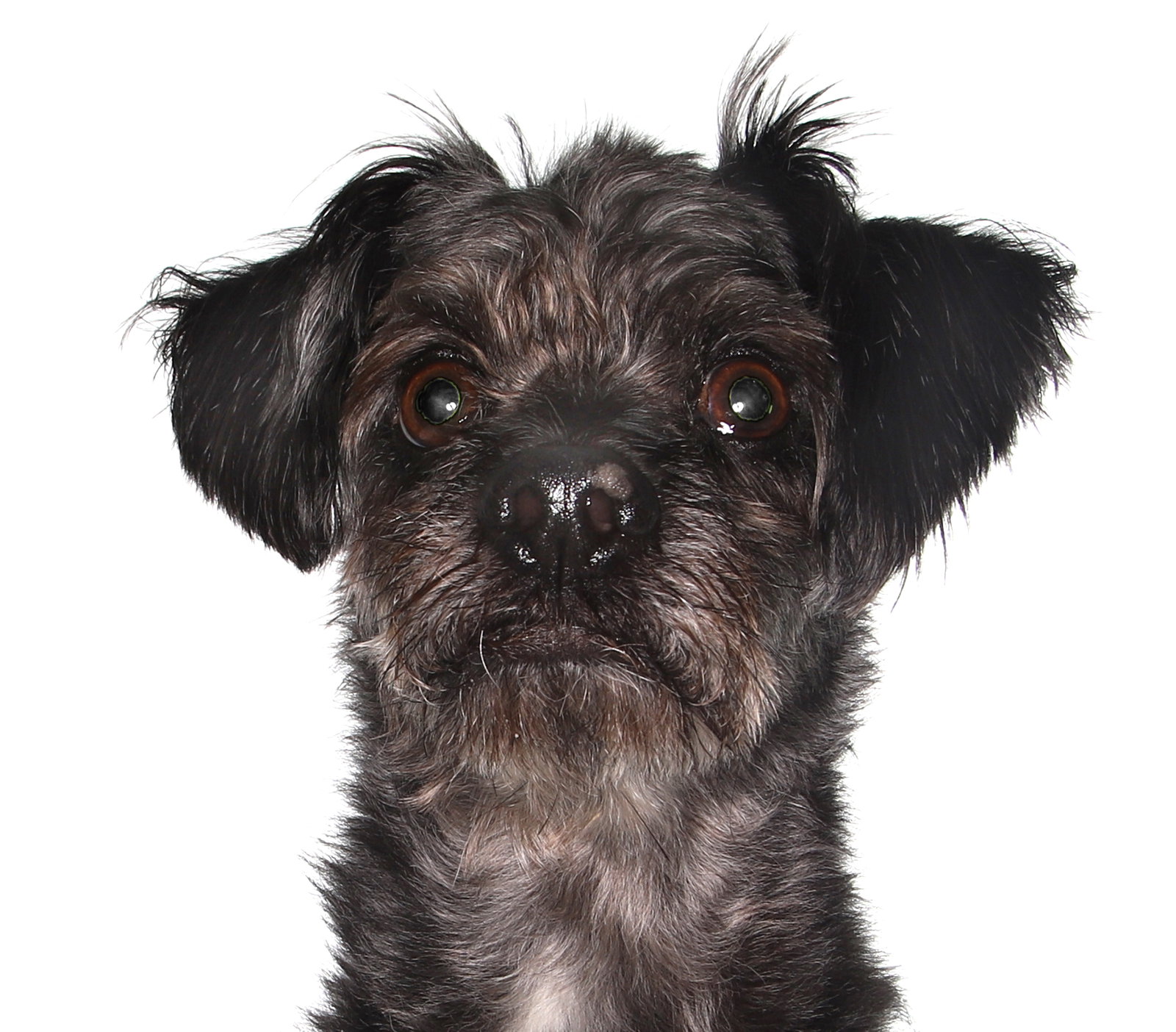 Dog for Adoption - Benji, a Shih Tzu in West Perrine, FL | Alpha Paw