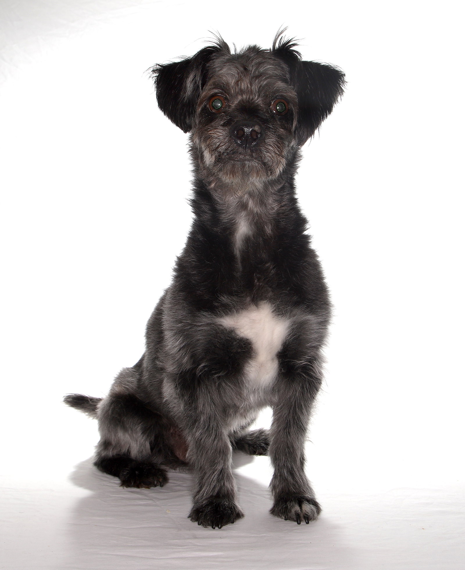 Dog for Adoption - Benji, a Shih Tzu in West Perrine, FL | Alpha Paw