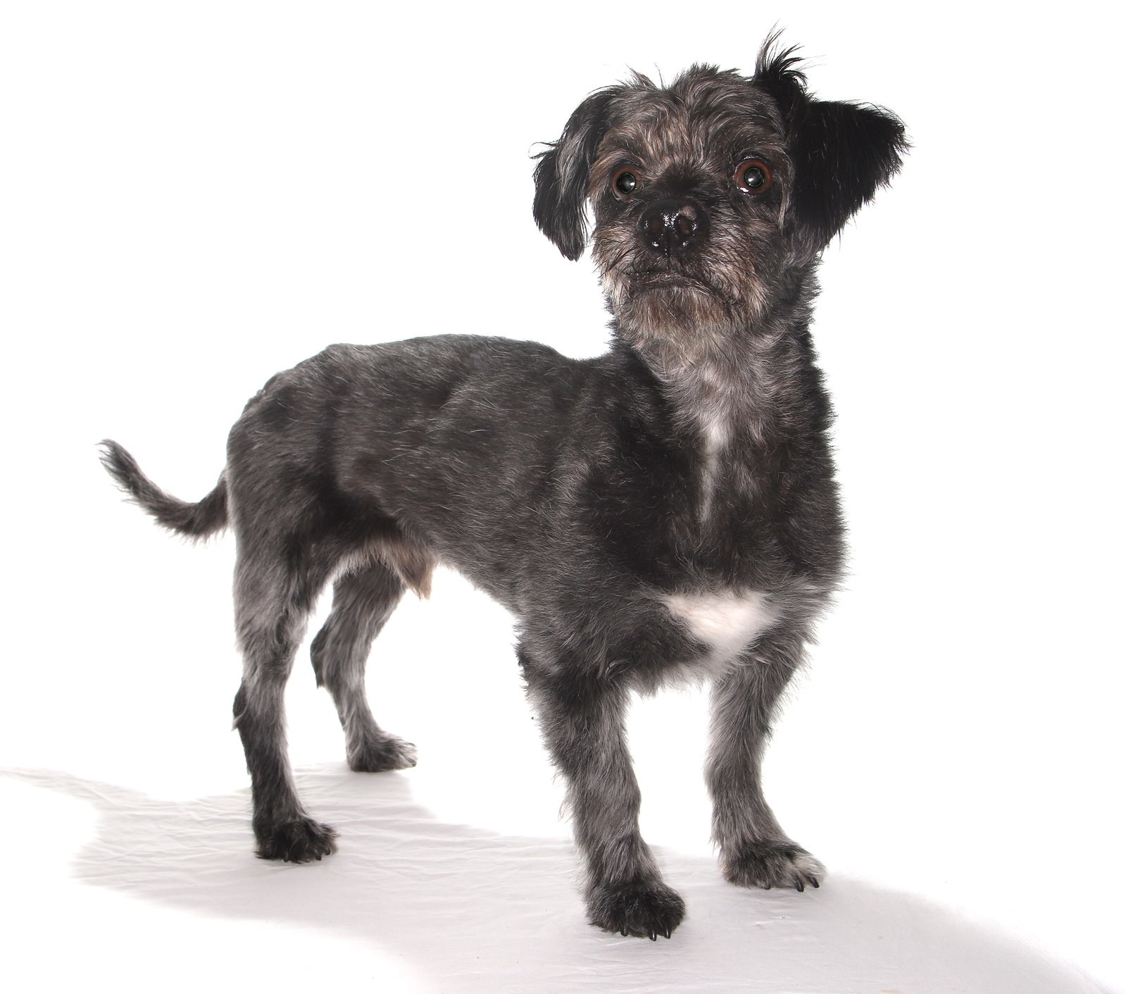 Dog for Adoption - Benji, a Shih Tzu in West Perrine, FL | Alpha Paw