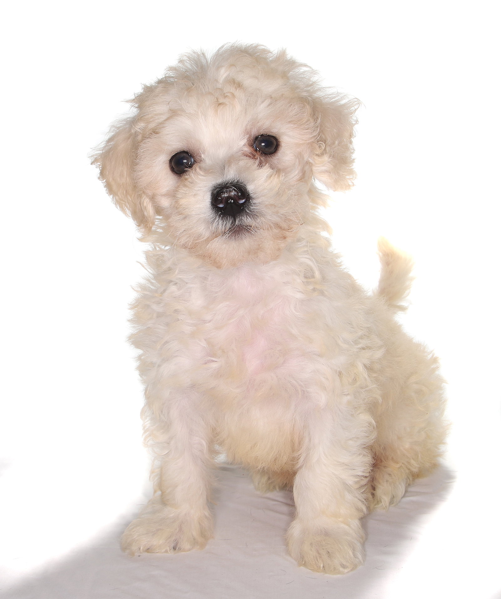 Dog for Adoption - Cory, a Poodle (Miniature) in Villages Of Oriole, FL ...