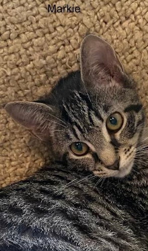 Cats for Adoption in Sunrise, Florida | Alpha Paw