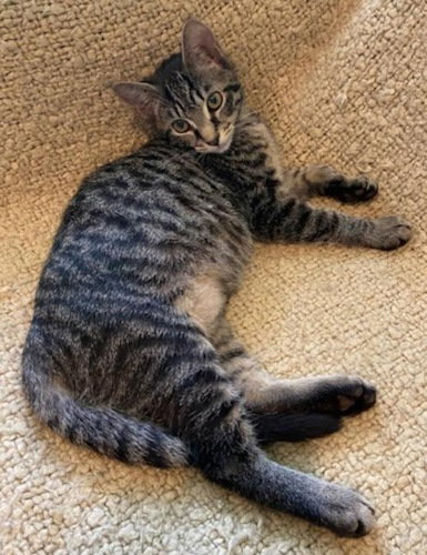Cats for Adoption in Virginia Gardens, Florida | Alpha Paw