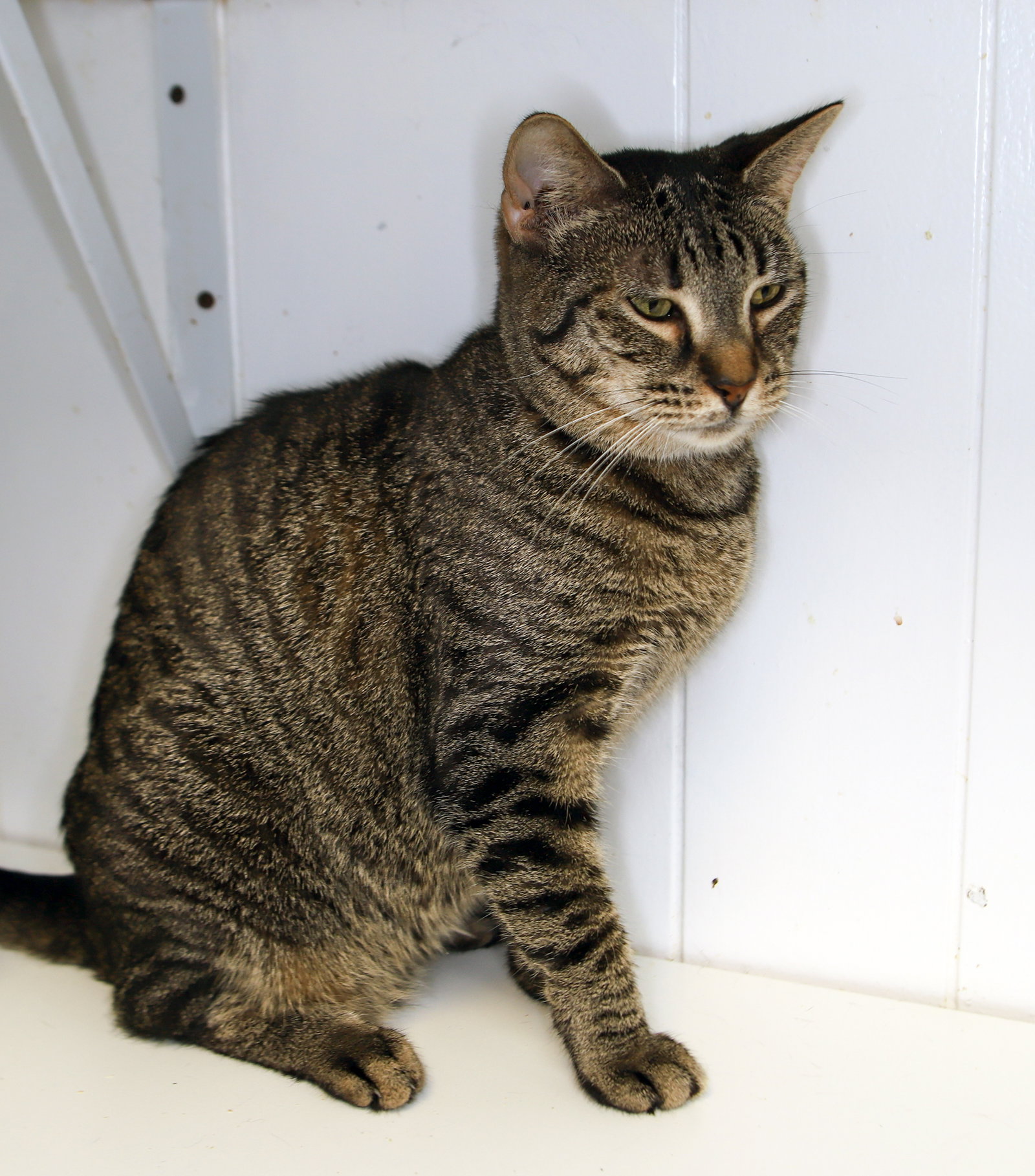 Cats for Adoption in Palm Aire, Florida | Alpha Paw