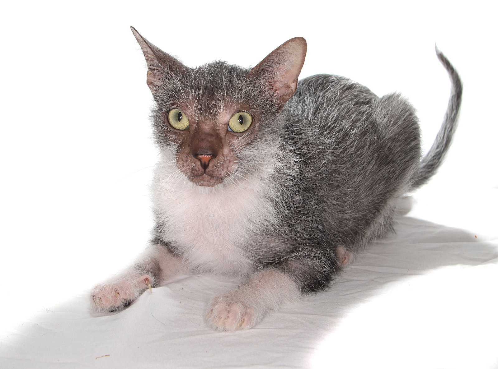 Cats for Adoption in Palmetto Bay, Florida | Alpha Paw