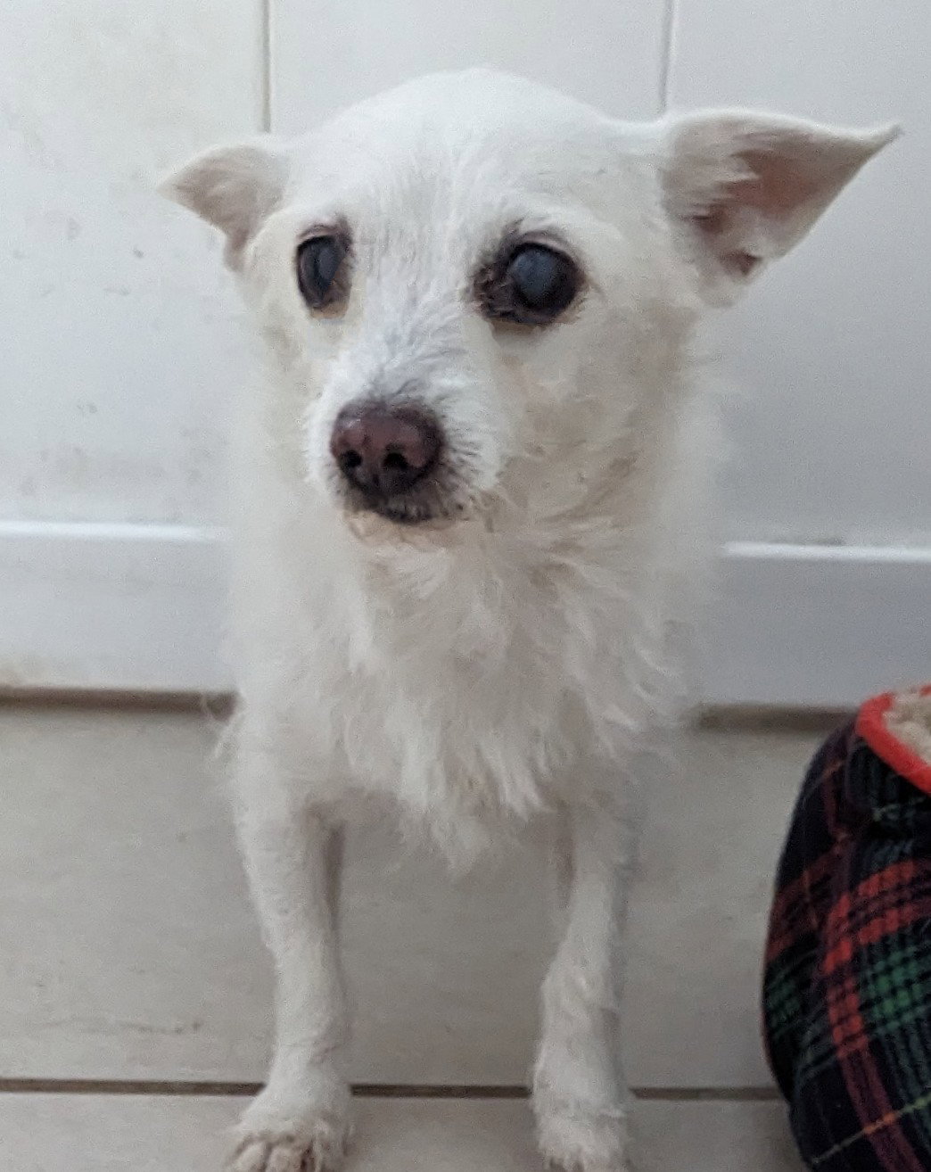 Dog for Adoption - Keri, a Jack Russell Terrier (Parson Russell Terrier ...