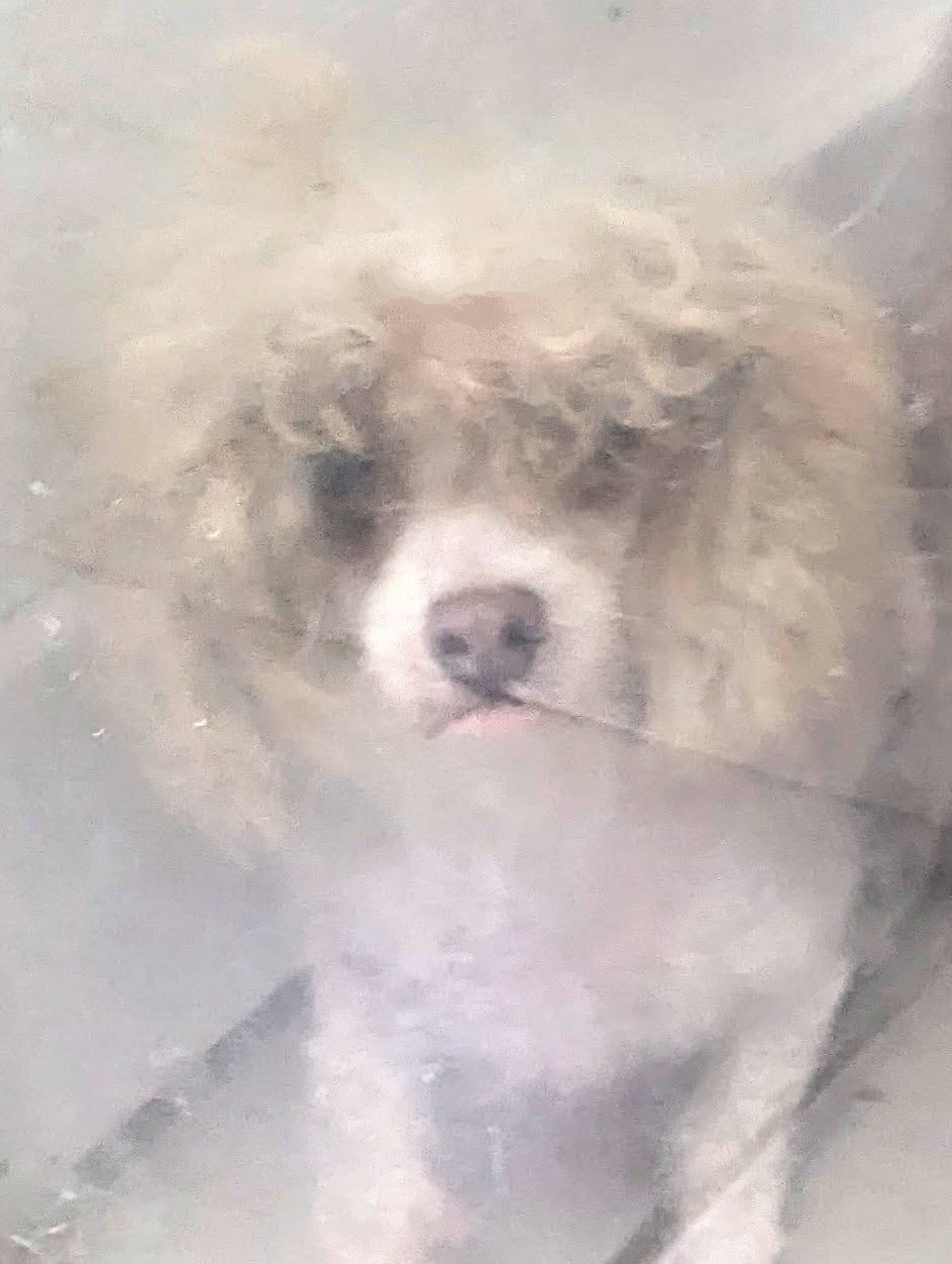 Dog for Adoption - Gigi, a Poodle (Miniature) in Seminole Manor, FL ...