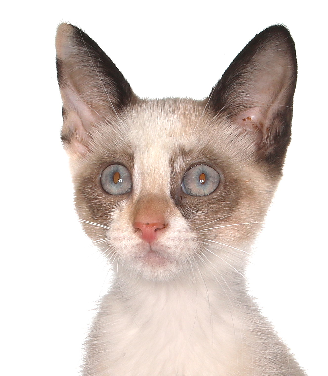 Cats for Adoption in Surfside, Florida | Alpha Paw