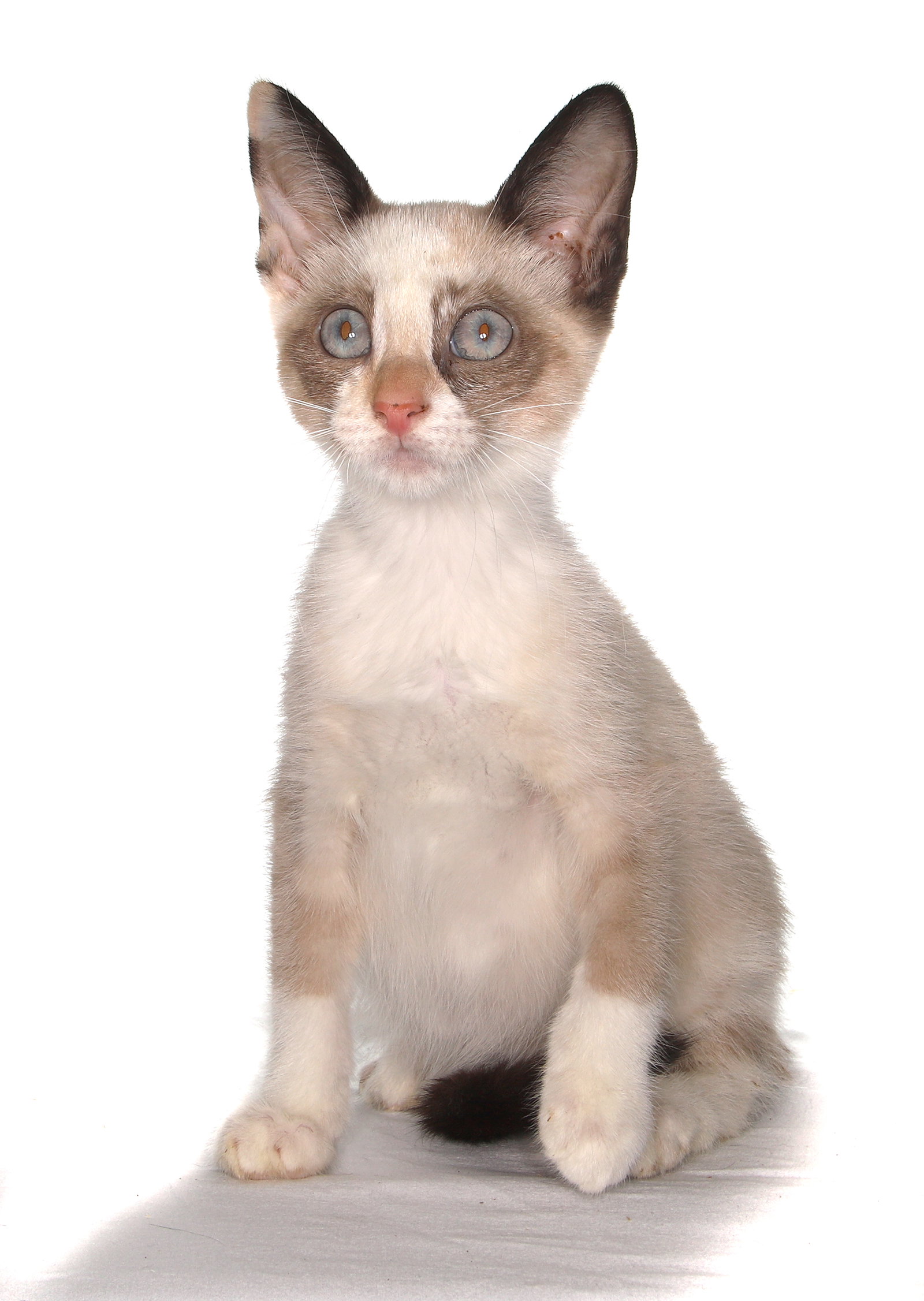 Cats for Adoption in Surfside, Florida | Alpha Paw