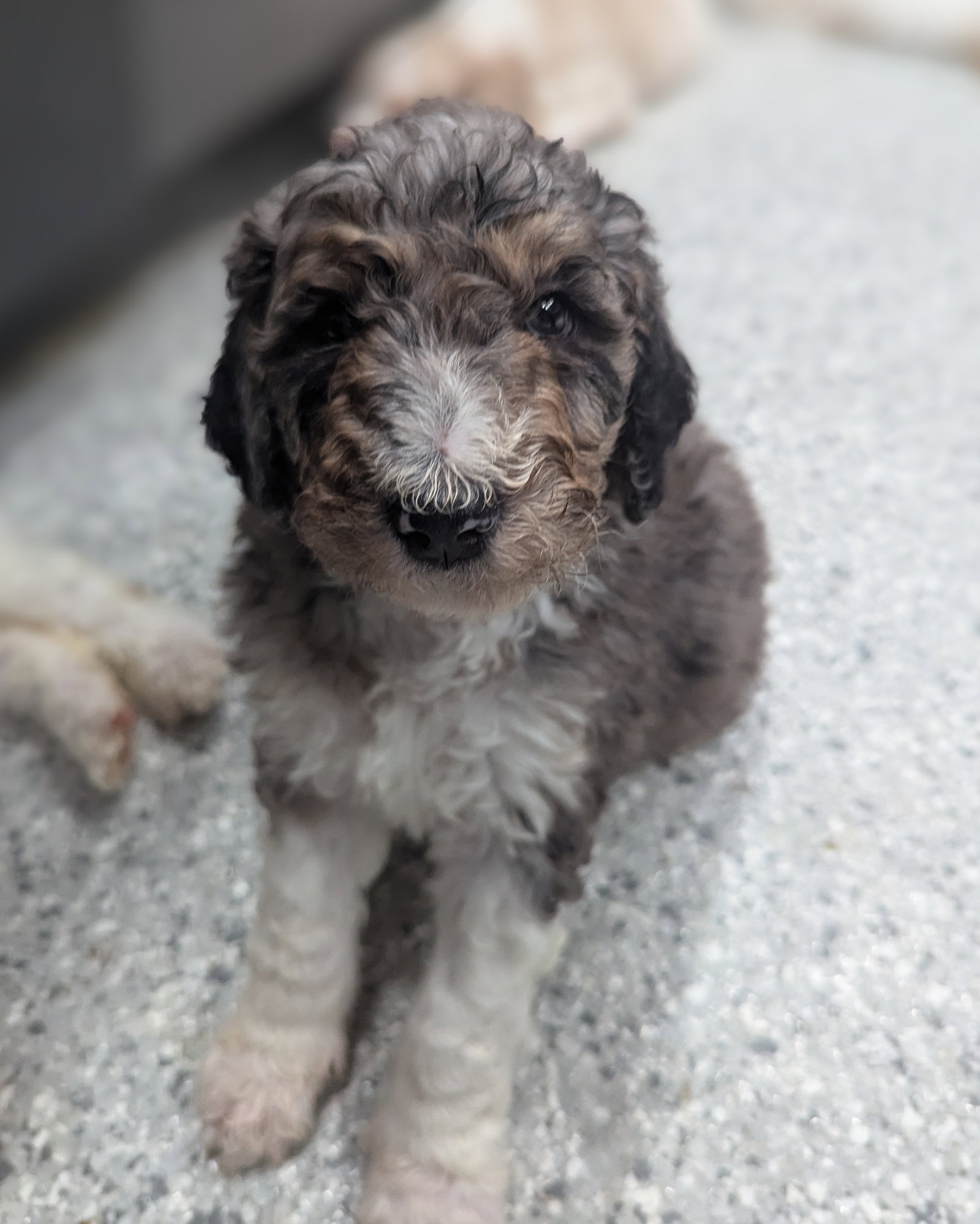 Dog for Adoption - Toby, a Poodle (Miniature) in Miami, FL | Alpha Paw