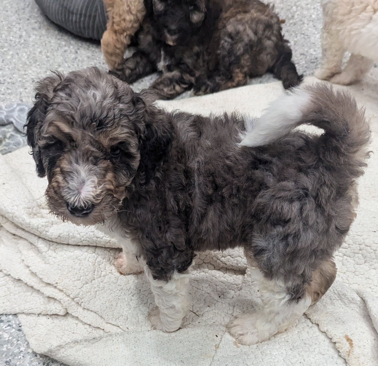 Dog for Adoption - Toby, a Poodle (Miniature) in Miami, FL | Alpha Paw