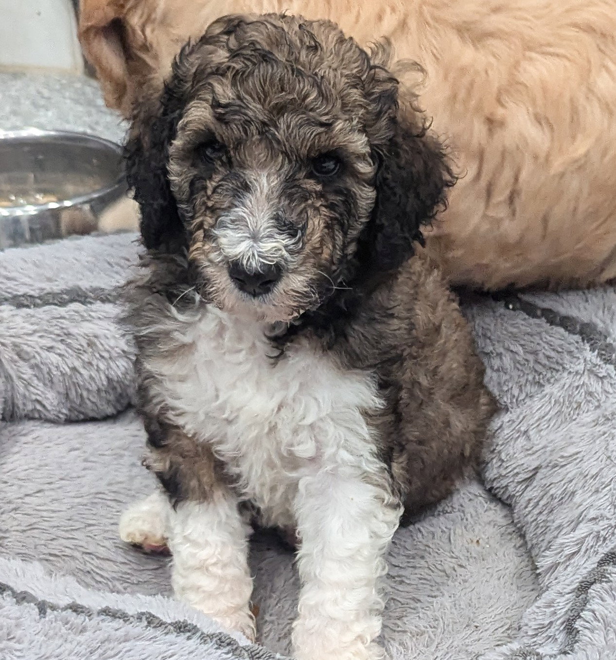 Dog for Adoption - Toby, a Poodle (Miniature) in Miami, FL | Alpha Paw